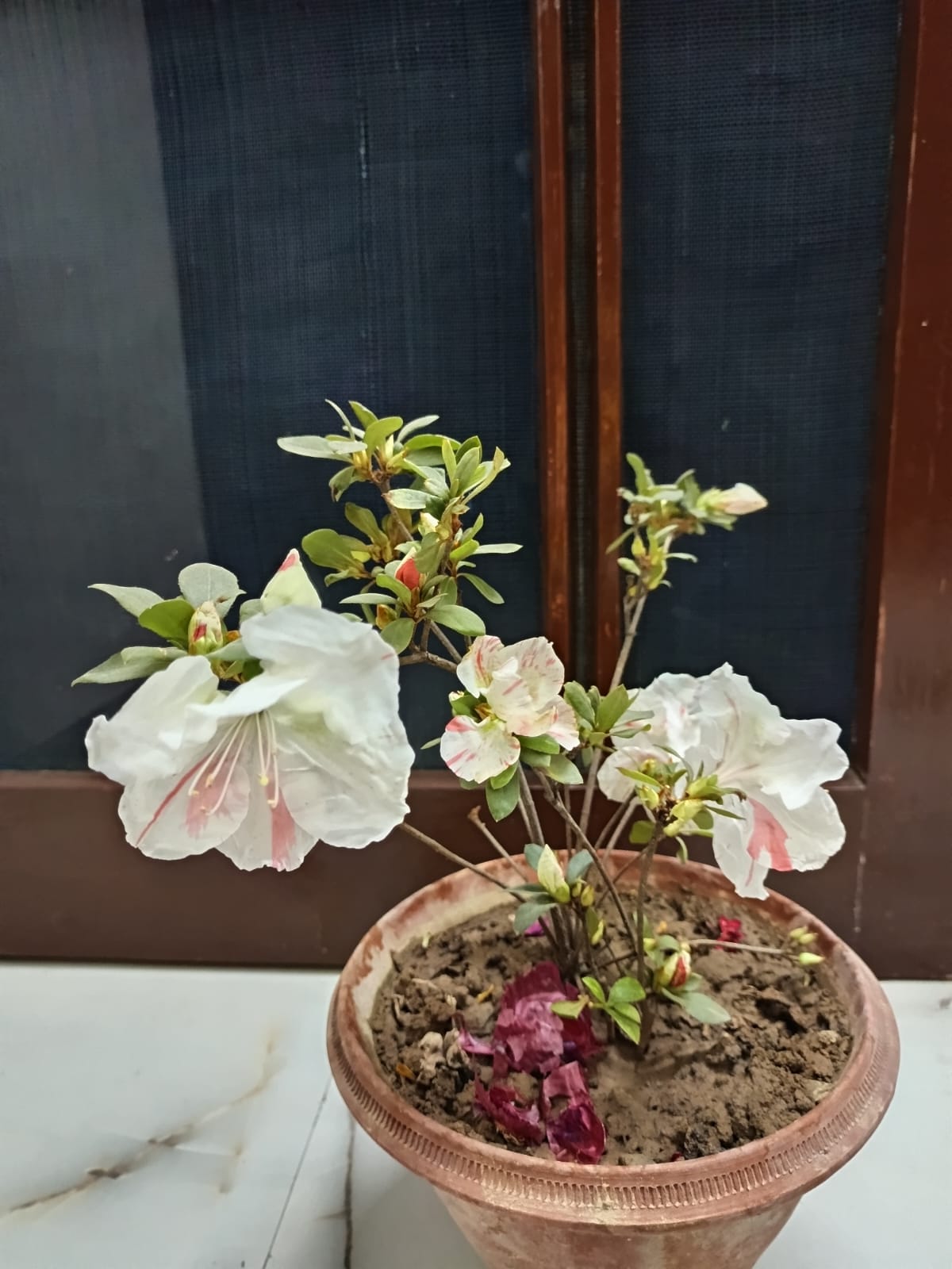 Gardening Tips for Azalea Blaauw's Pink / अज़ेलिया (Azaeliya)/ एज़ेलिया.